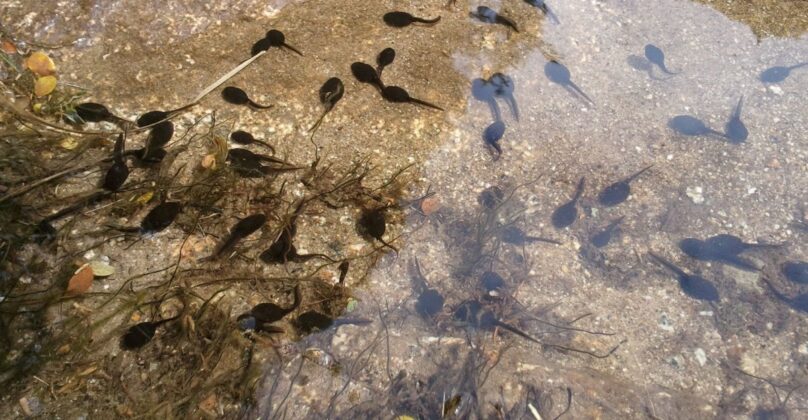 Cannibal Creatures: 11 Animals That Eat Their Own Kind | animalplanethq.com