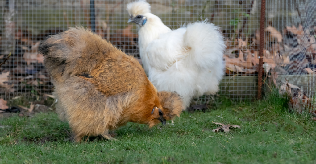 12 Animals With the Most Amazing Hair in Nature | animalplanethq.com
