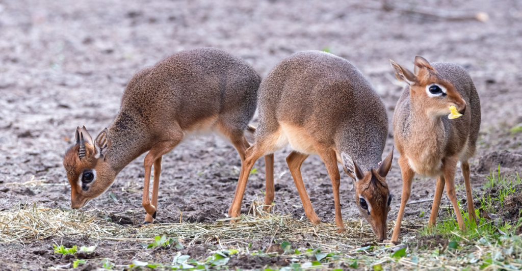 11 Animals That Mate for Life and What We Can Learn From Them ...