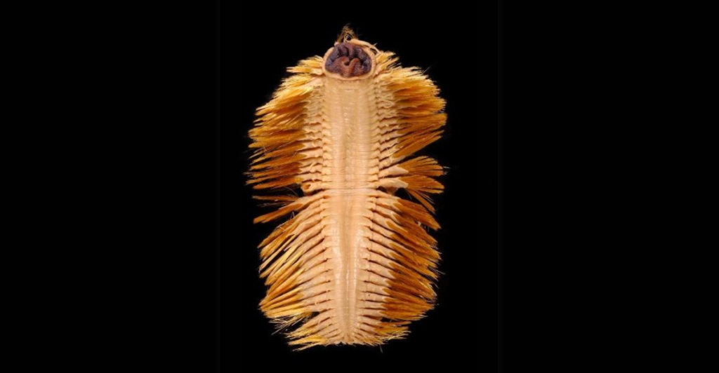 Antarctic Scale Worm: The Deep Sea Nightmare Whose Prey Remains a ...