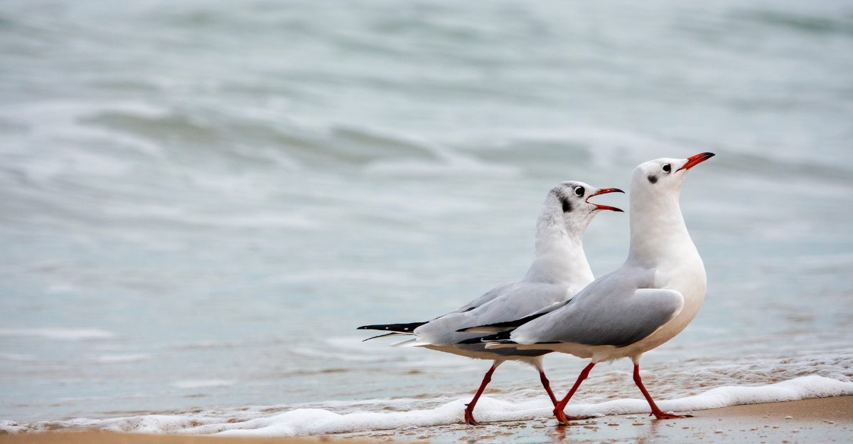 12 Wild Animals That Are Thriving in Cities | animalplanethq.com