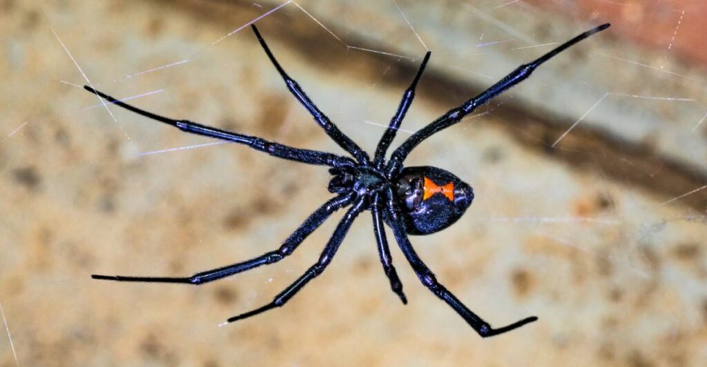 Cannibal Creatures: 11 Animals That Eat Their Own Kind | animalplanethq.com