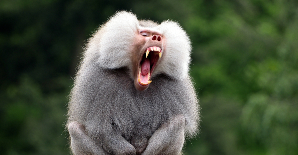 12 Most Dangerous Monkeys In The World Ranked | animalplanethq.com