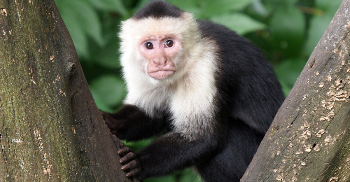 12 Most Dangerous Monkeys In The World Ranked | animalplanethq.com