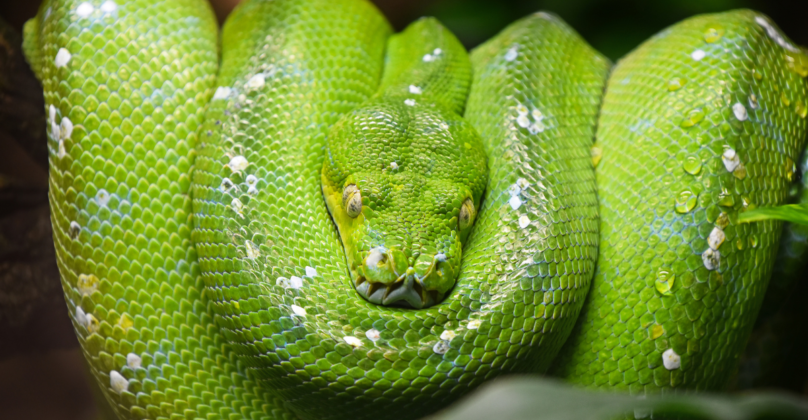 The 8 Strongest Snakes on Earth and Where to Find Them | animalplanethq.com