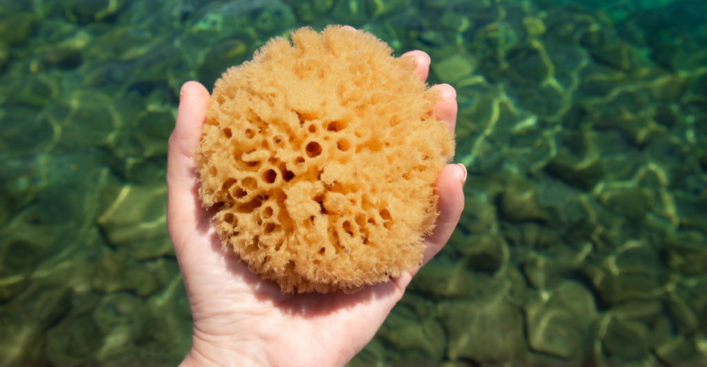 Nature’s Slowpokes: The 10 Slowest Aquatic Animals in the World ...