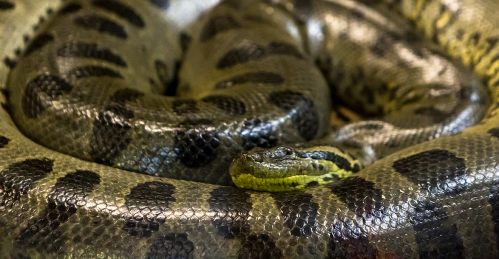 The 8 Strongest Snakes on Earth and Where to Find Them | animalplanethq.com