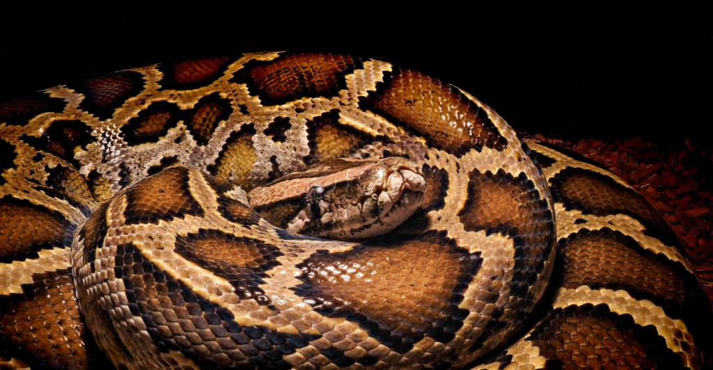 The 8 Strongest Snakes on Earth and Where to Find Them | animalplanethq.com