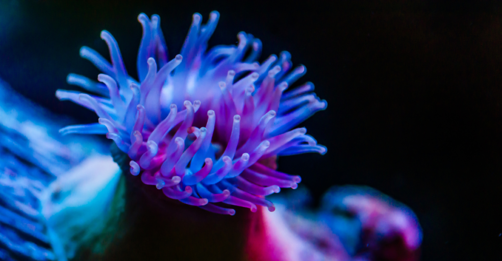 Nature’s Slowpokes: The 10 Slowest Aquatic Animals in the World ...