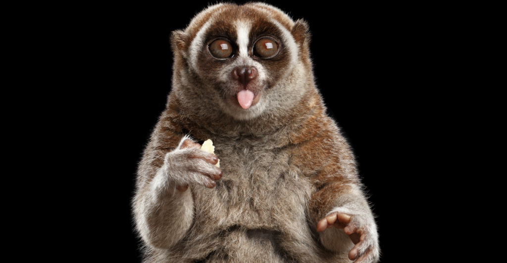 12 Most Dangerous Monkeys In The World Ranked | animalplanethq.com