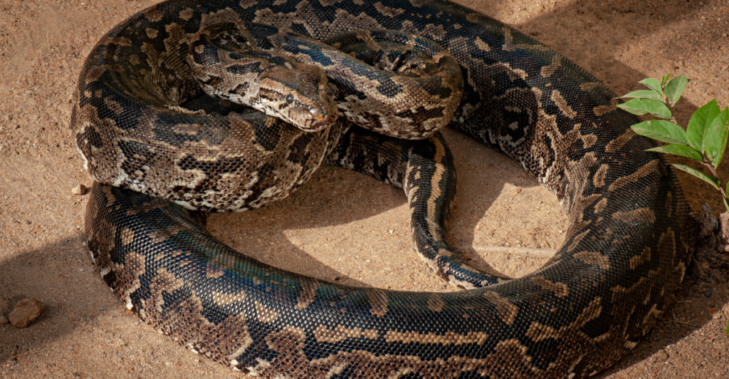 The 8 Strongest Snakes on Earth and Where to Find Them | animalplanethq.com