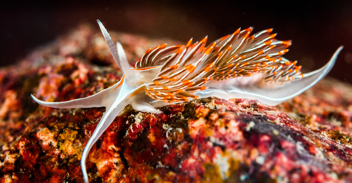Nature’s Slowpokes: The 10 Slowest Aquatic Animals in the World ...