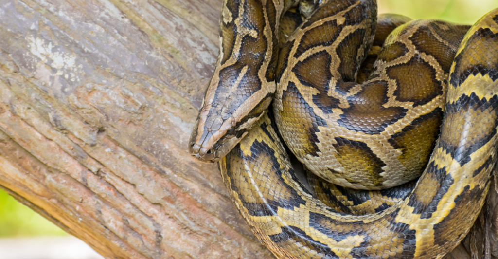 The 8 Strongest Snakes on Earth and Where to Find Them | animalplanethq.com