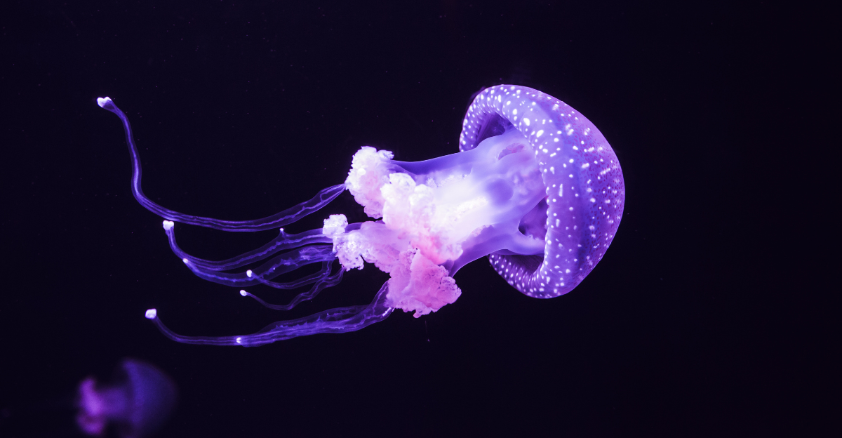 Nature’s Slowpokes: The 10 Slowest Aquatic Animals in the World ...