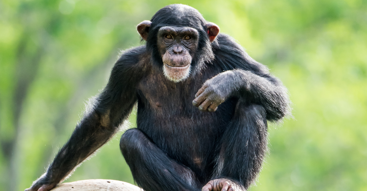 12 Most Dangerous Monkeys In The World Ranked | animalplanethq.com