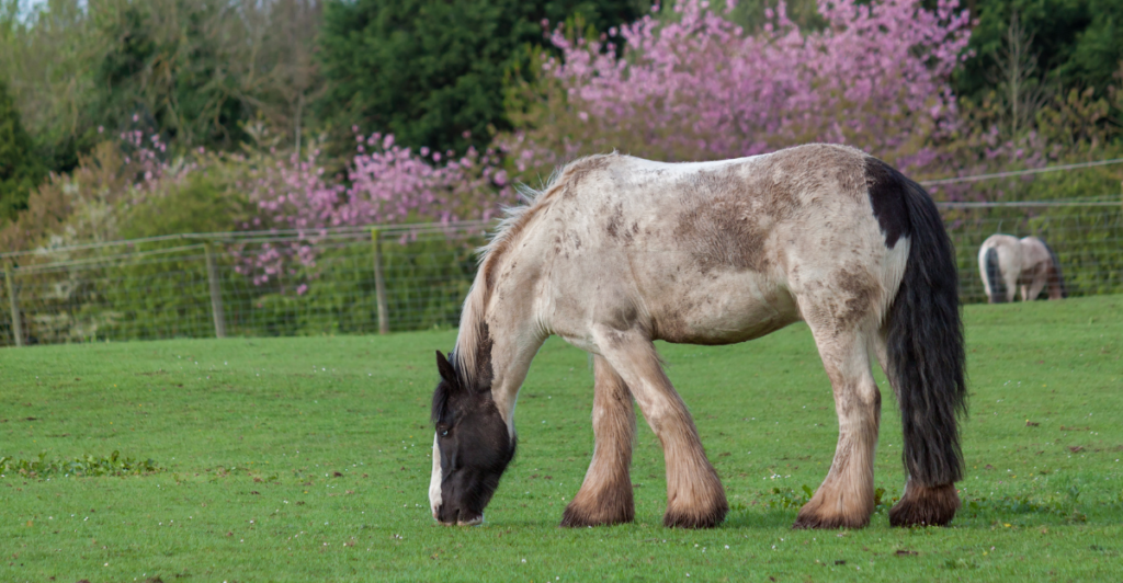 The 10 Strongest Horse Breeds in the World | animalplanethq.com