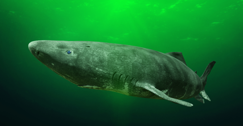 Nature’s Slowpokes: The 10 Slowest Aquatic Animals in the World ...
