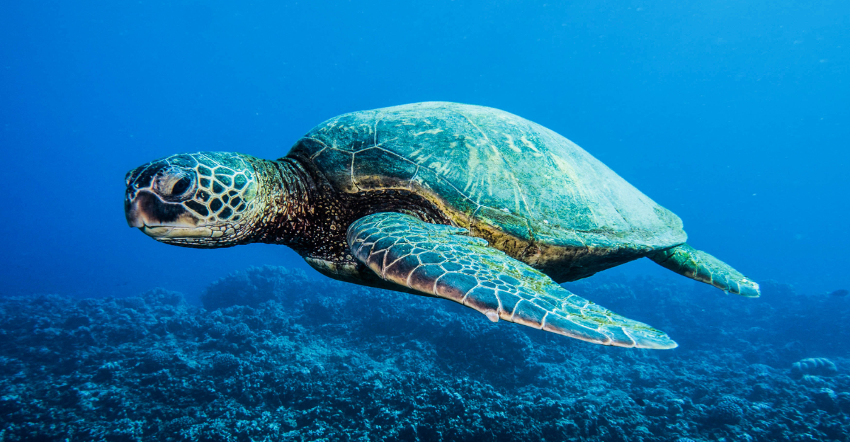 Nature’s Slowpokes: The 10 Slowest Aquatic Animals in the World ...