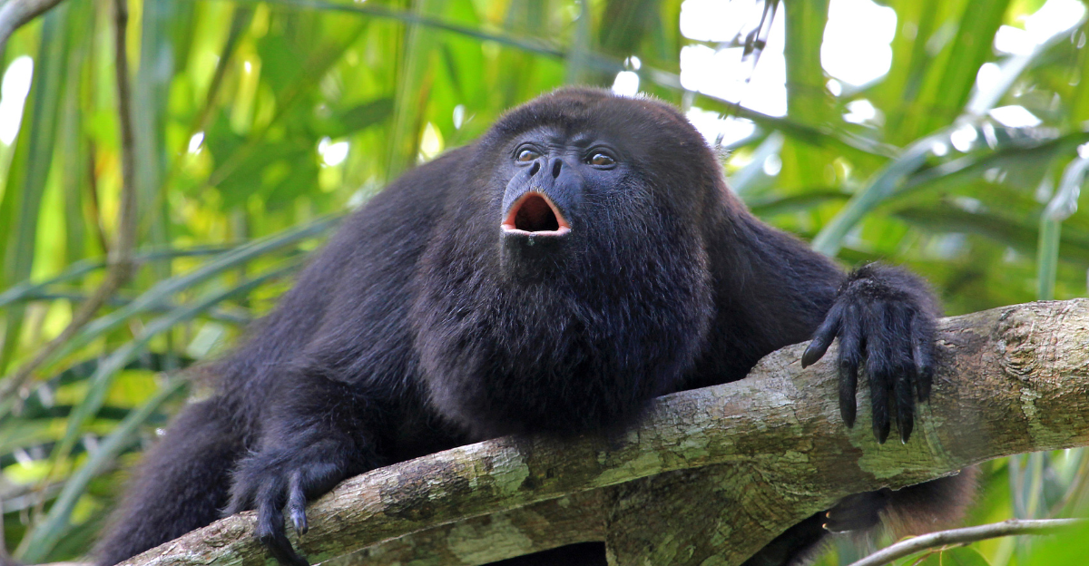 12 Most Dangerous Monkeys In The World Ranked | animalplanethq.com