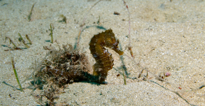 Nature’s Slowpokes: The 10 Slowest Aquatic Animals in the World ...