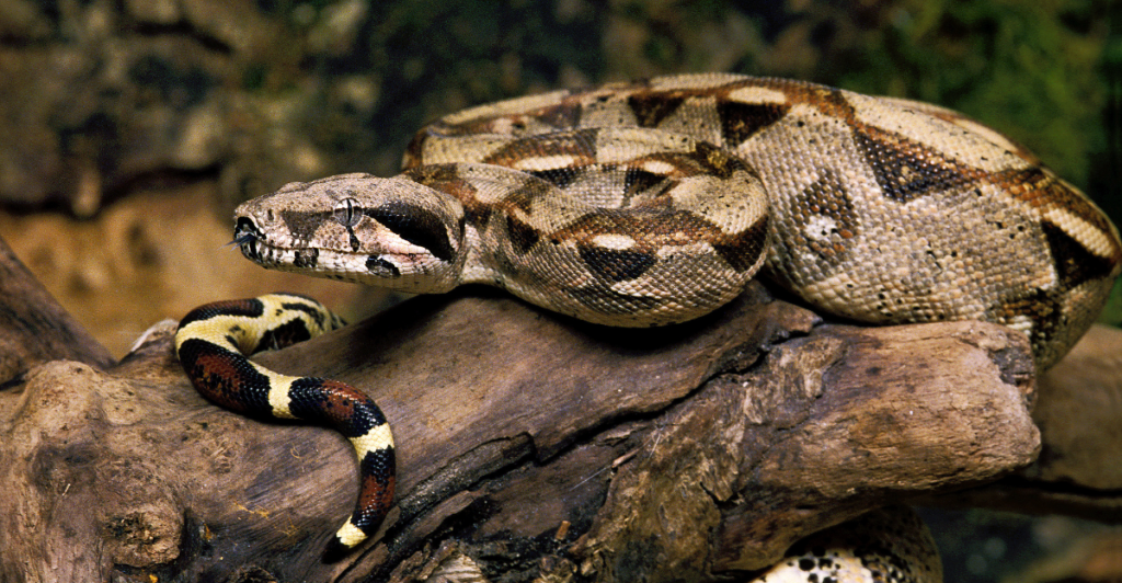 The 8 Strongest Snakes on Earth and Where to Find Them | animalplanethq.com
