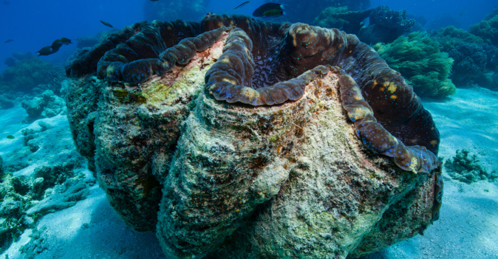 Nature’s Slowpokes: The 10 Slowest Aquatic Animals in the World ...