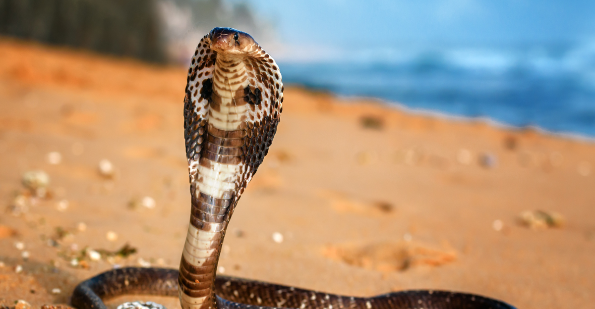 The 8 Strongest Snakes on Earth and Where to Find Them | animalplanethq.com