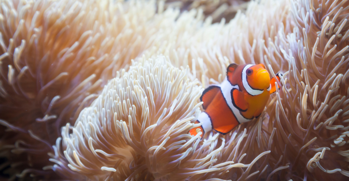 12 Symbiotic Animals That Prove Teamwork Makes The Dream Work ...