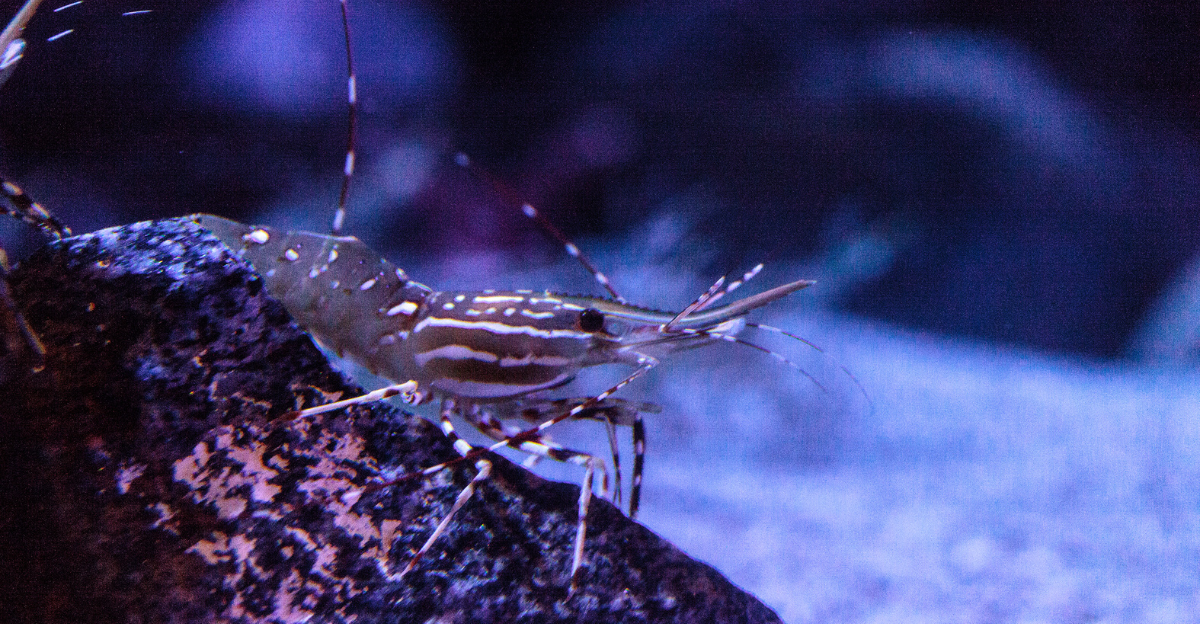 These 11 Massive Prawn And Shrimp Species Redefine What “Jumbo” Really ...
