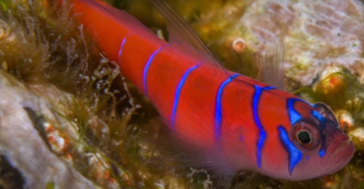 10 Animals That Can Switch Sex—The Science Behind This Amazing Ability ...
