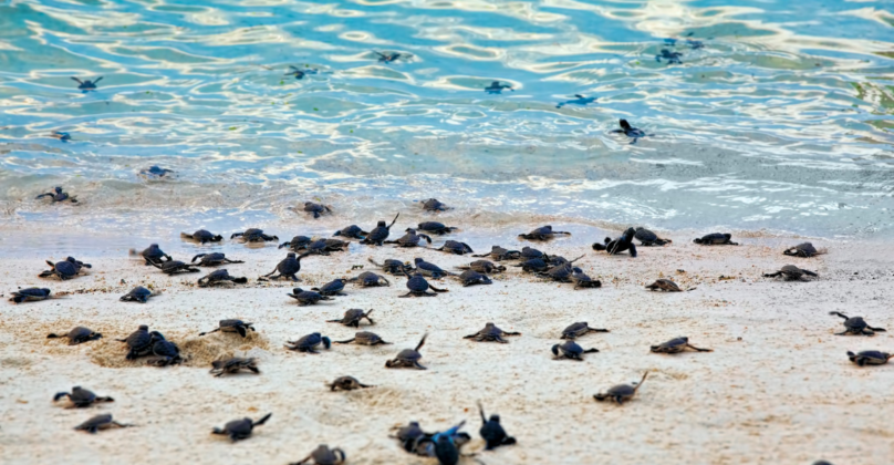 These 10 U.S. Beaches Are Famous for Sea Turtle Nesting—Here’s When to ...
