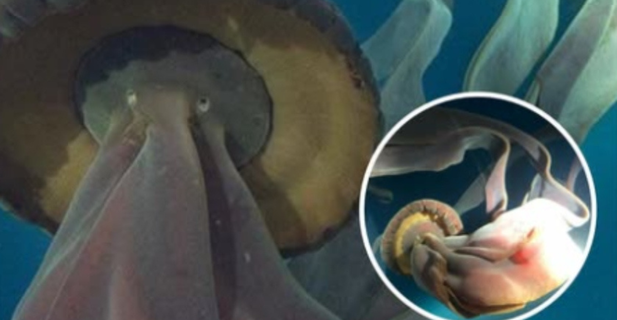 The 33-Foot Phantom Jelly That Gives Birth Through Its Mouth ...