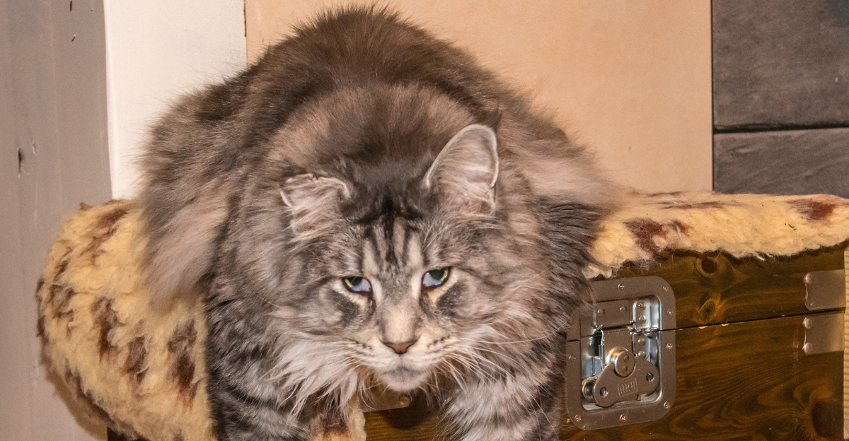 The Largest Maine Coon Ever Recorded—And Other Giant Cats ...