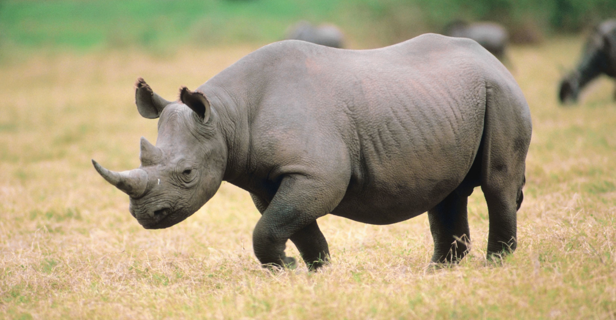8 of the World’s Most Solitary Animals and How They Thrive Alone ...
