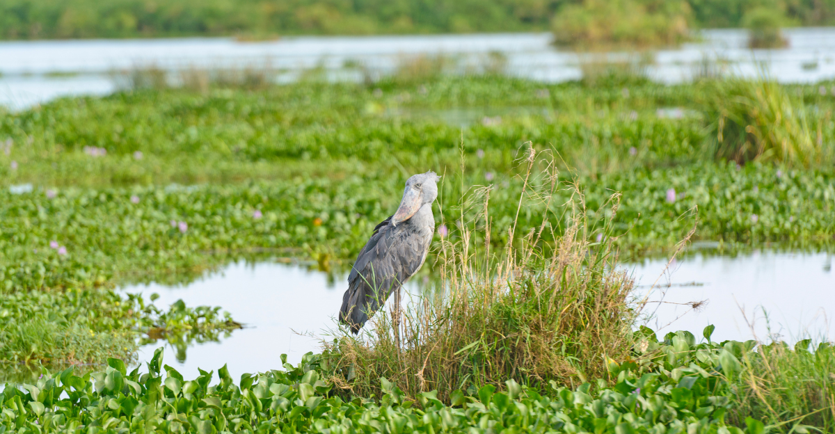 8 of the World’s Most Solitary Animals and How They Thrive Alone ...
