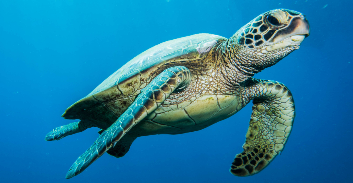 8 of the World’s Most Solitary Animals and How They Thrive Alone ...