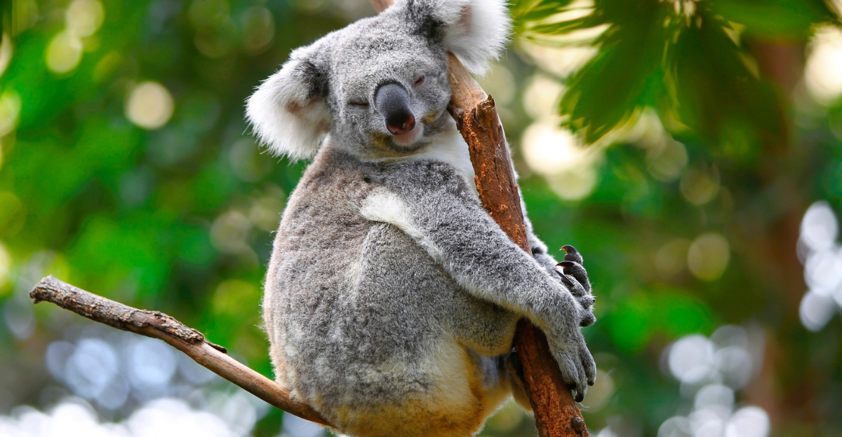8 of the World’s Most Solitary Animals and How They Thrive Alone ...