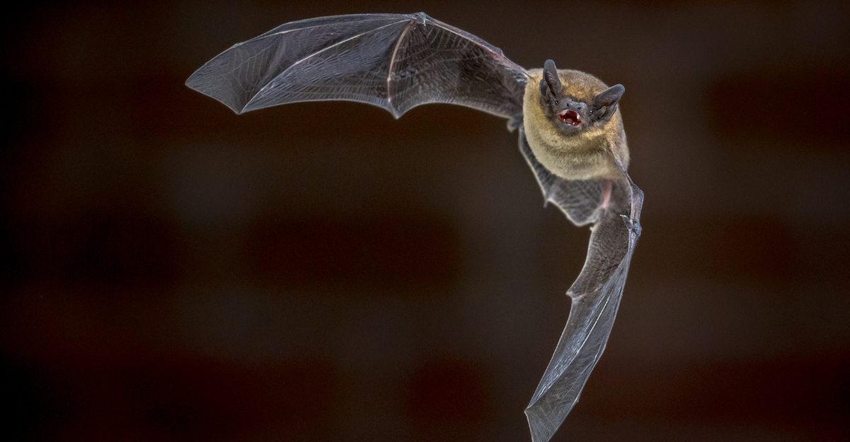 5 Animals That See Infrared: Nature’s Heat-Sensing Superstars ...