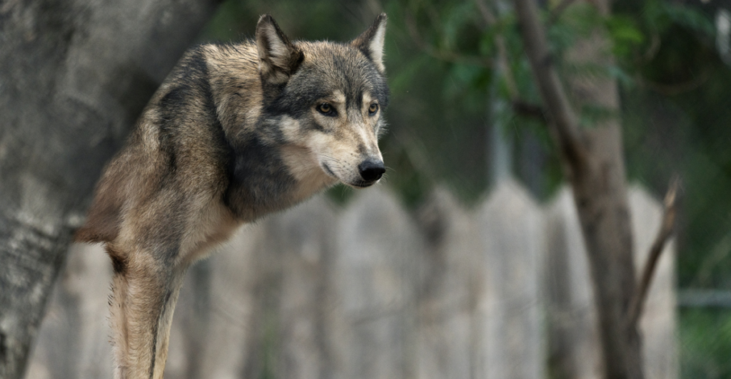 The Largest Wolves Ever Recorded In Every State—And Why They Are ...