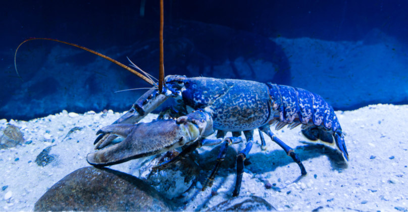 Why Nature Keeps Turning Creatures Into Crabs | animalplanethq.com