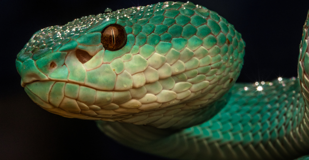 5 Animals That See Infrared: Nature’s Heat-Sensing Superstars ...