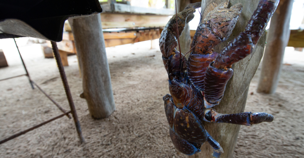 Why Nature Keeps Turning Creatures Into Crabs | animalplanethq.com