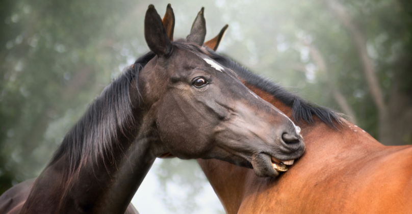5 Animals That See Infrared: Nature’s Heat-Sensing Superstars ...