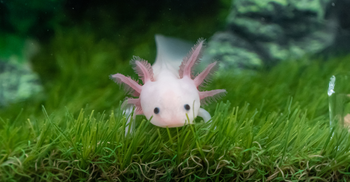 8 of the World’s Most Solitary Animals and How They Thrive Alone ...