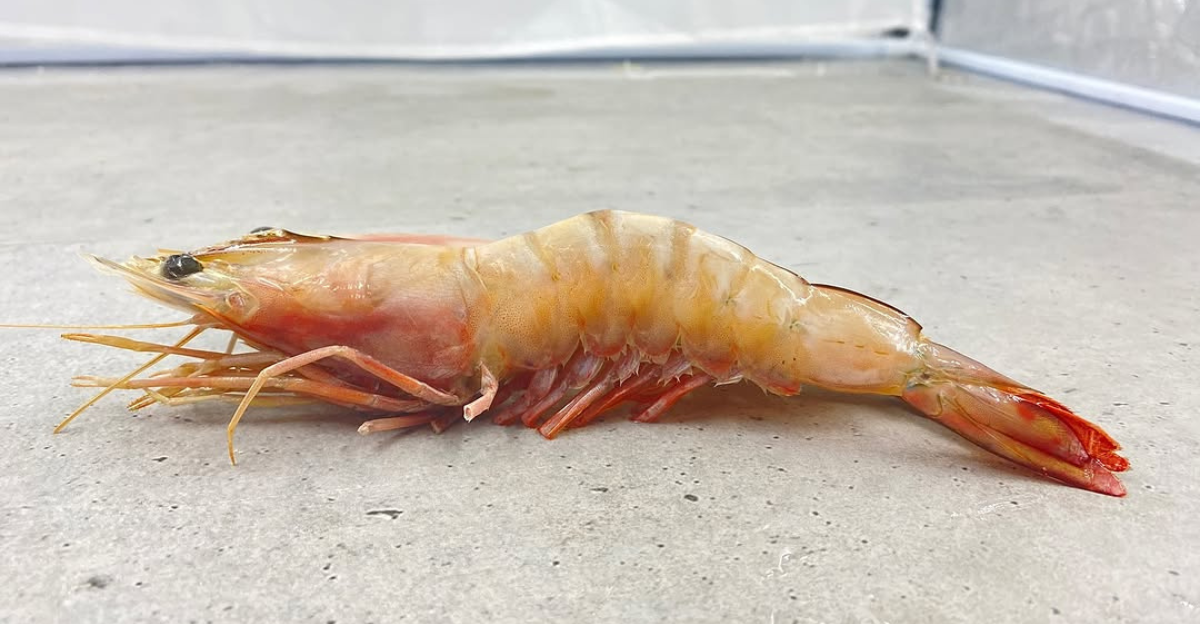 These 11 Massive Prawn And Shrimp Species Redefine What “Jumbo” Really ...