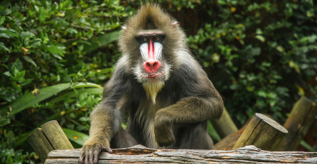 12 Most Dangerous Monkeys In The World Ranked | animalplanethq.com