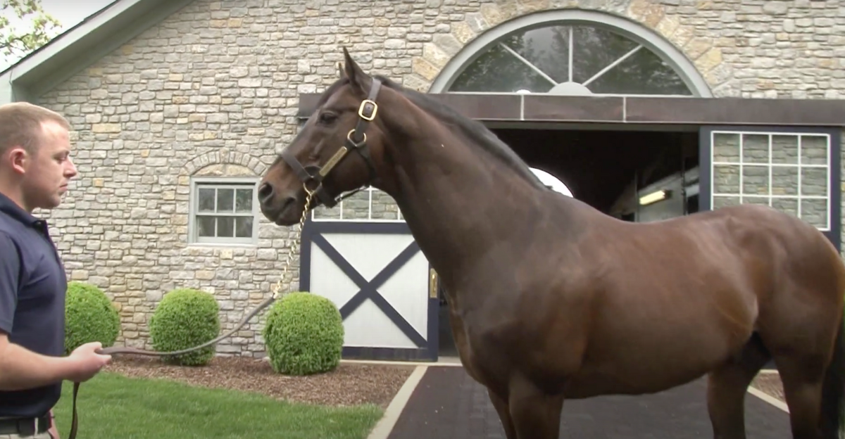 12 Horses Worth More Than A Luxury Yacht | animalplanethq.com
