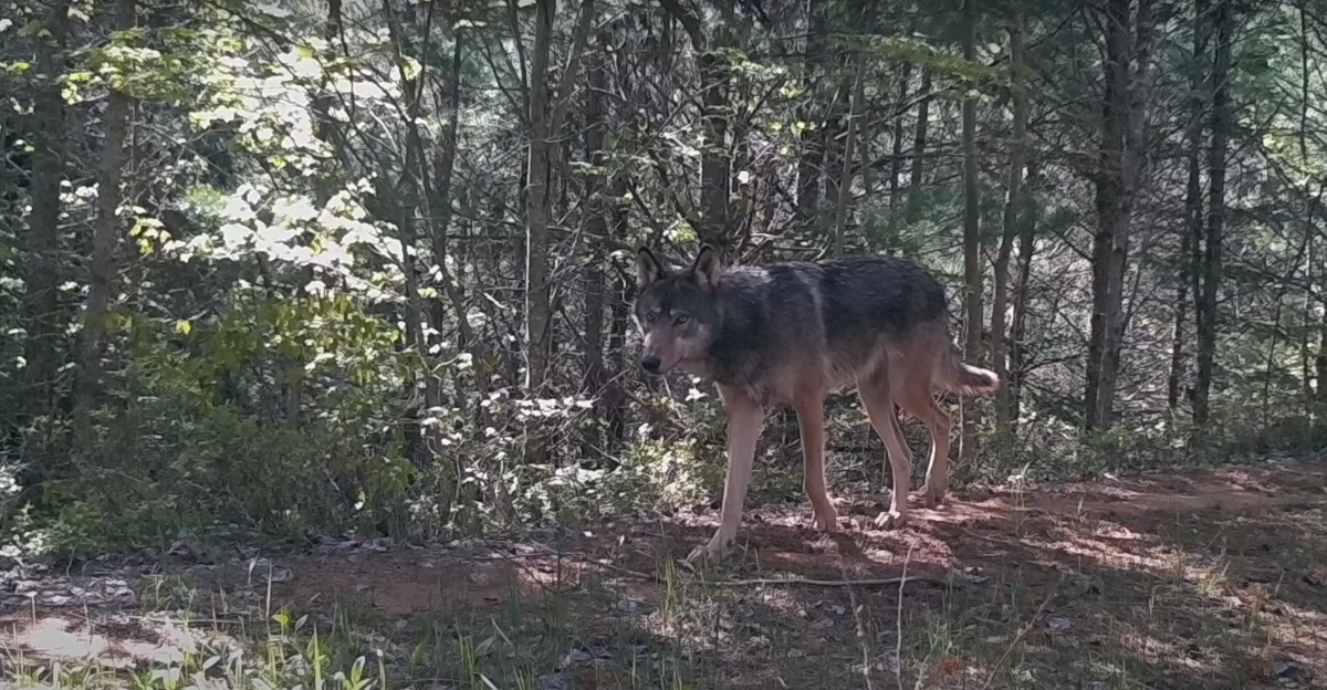 The Largest Wolves Ever Recorded In Every State—And Why They Are ...