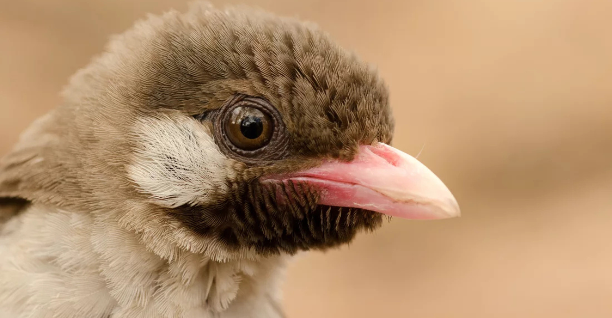 12 Symbiotic Animals That Prove Teamwork Makes The Dream Work ...