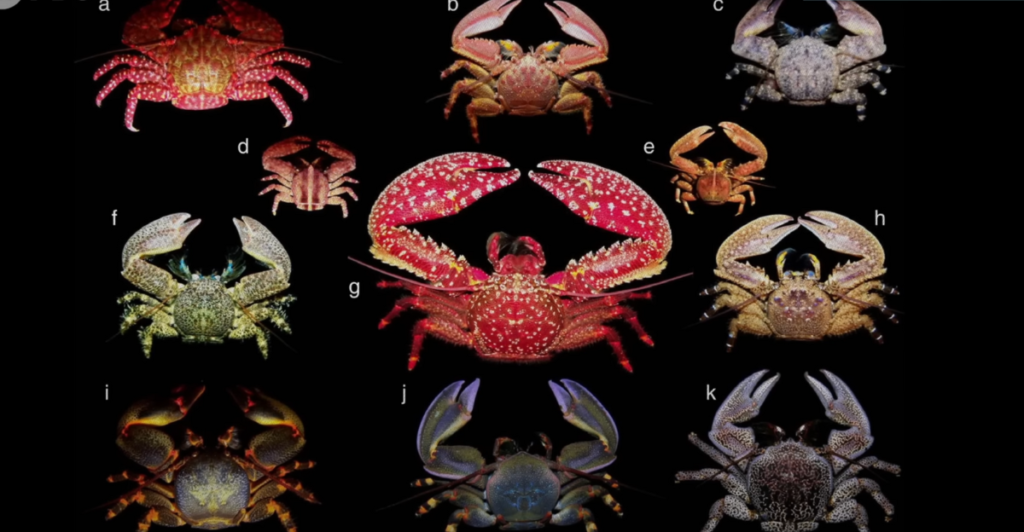 Why Nature Keeps Turning Creatures Into Crabs | animalplanethq.com